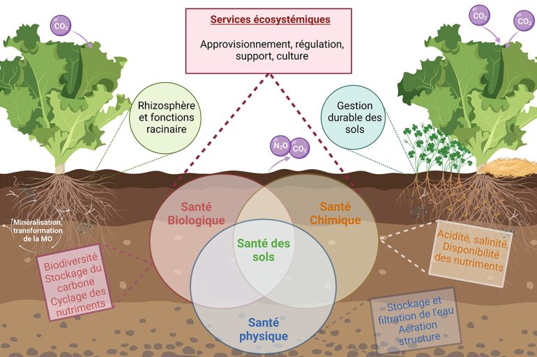 8 principes pour maintenir la vie du sol et un sol en santé - Réseau ...